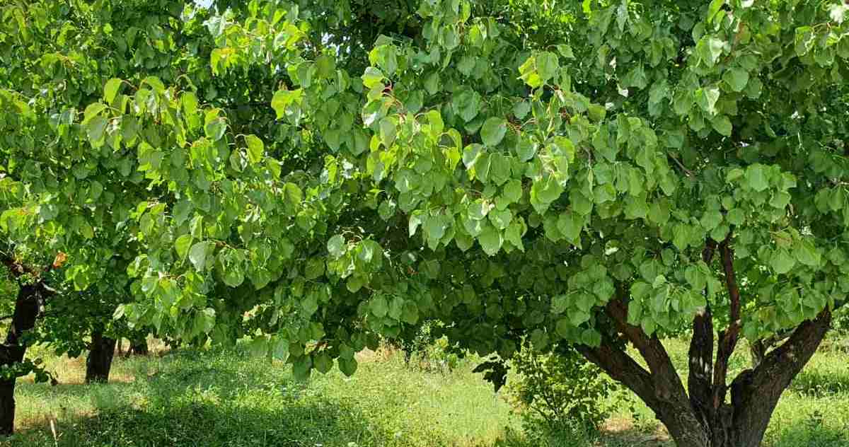 Aygi, 5700qm | q1jj | SENYAK.am